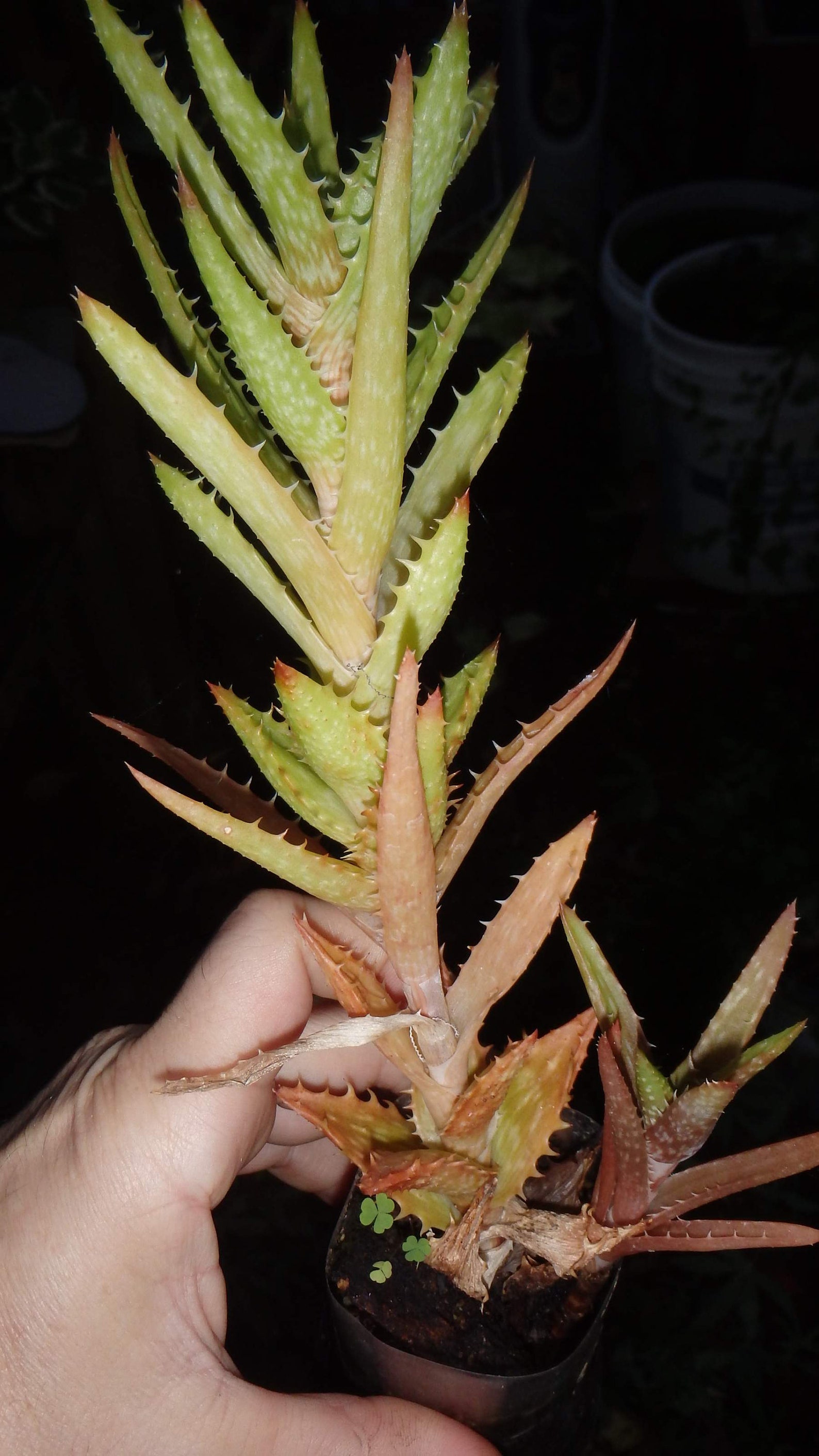 Aloe Juvenna – Tiger Tooth Aloe, Succulent 1 Year Old - Etsy