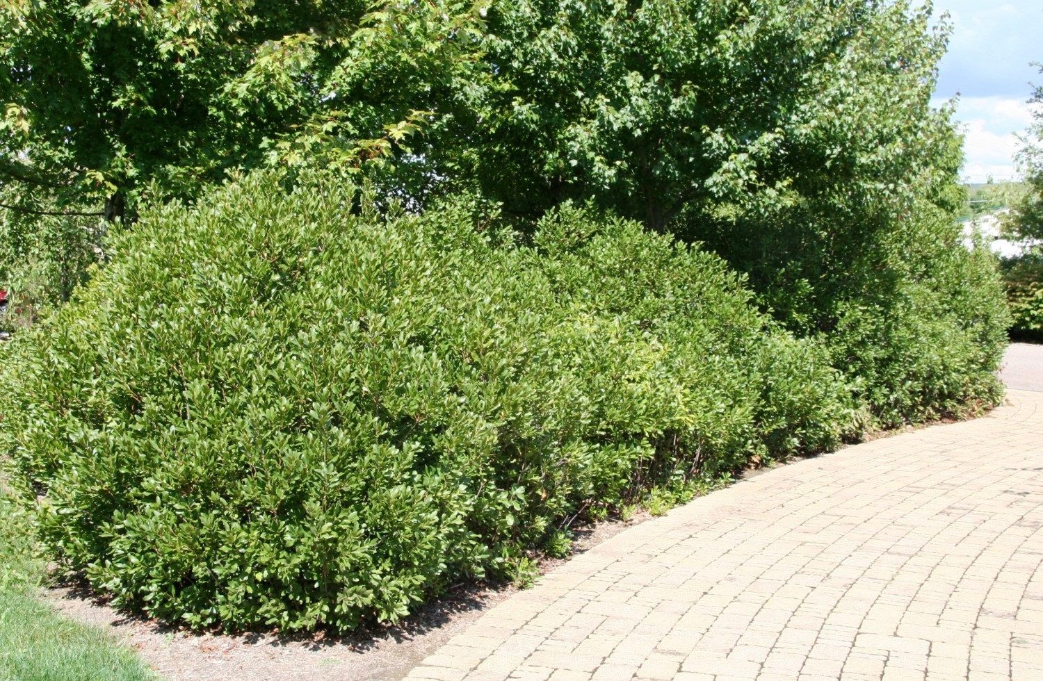 Northern Bayberry Plant Myrica Pensylvanica 2-3 Years Old - Etsy