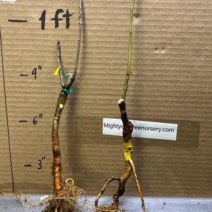 6-10” Tall Golden Sentinel Columnar Apple Tree Grafted, Roots Wrapped ...