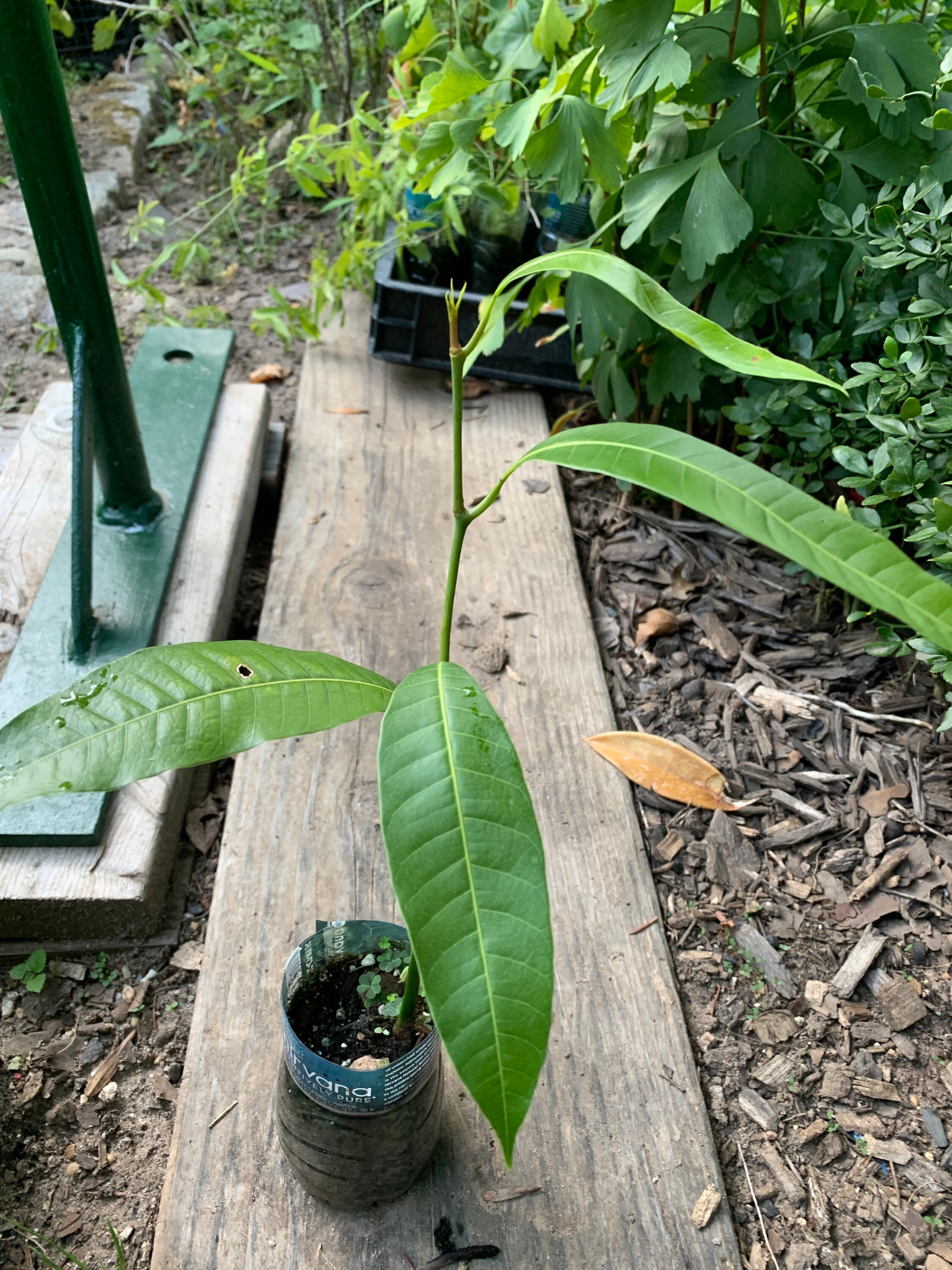 Mango common Seedling 1 Year Old Plant Shipped - Etsy