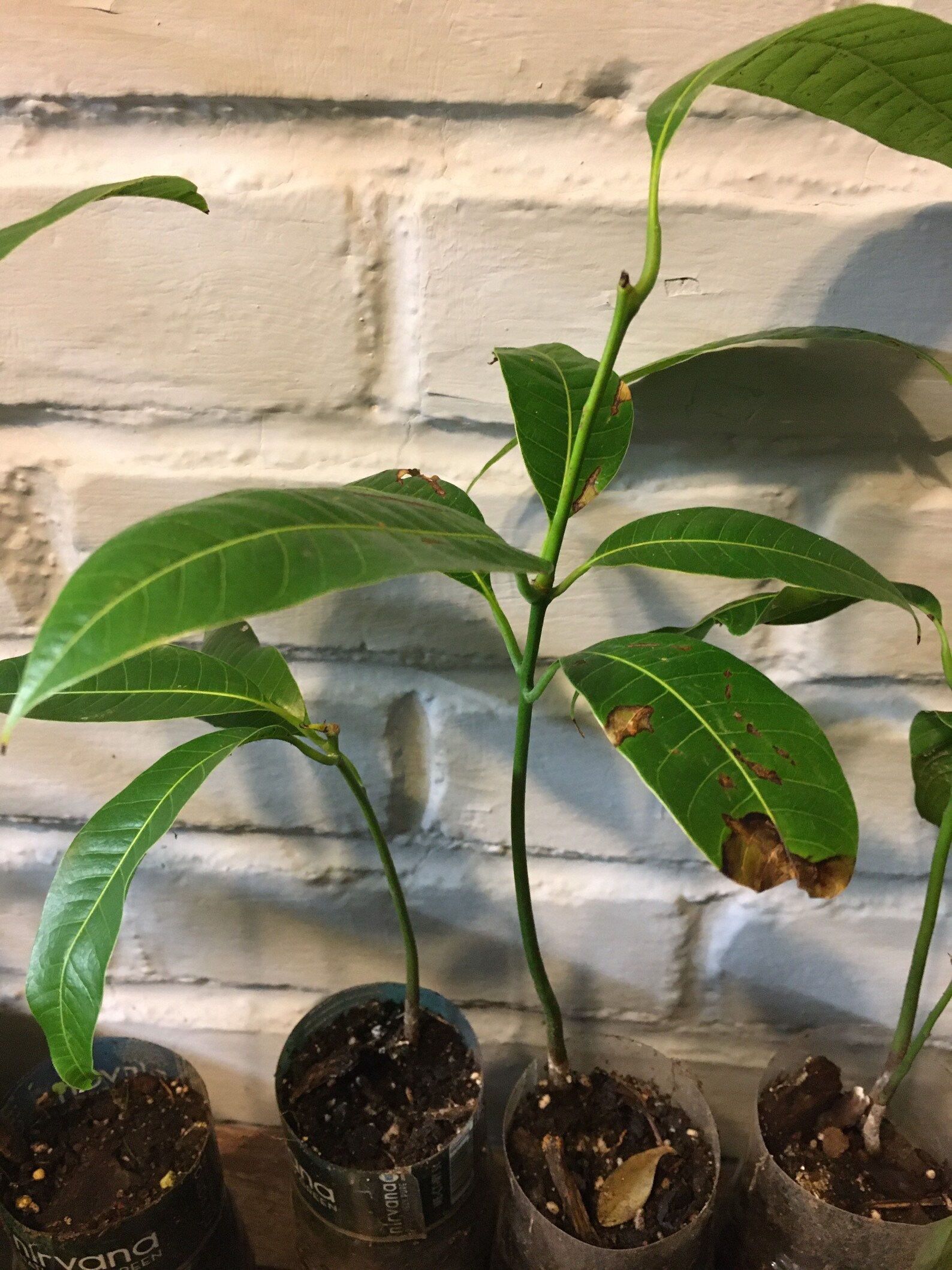 Mango common Seedling 1 Year Old Plant Shipped | Etsy