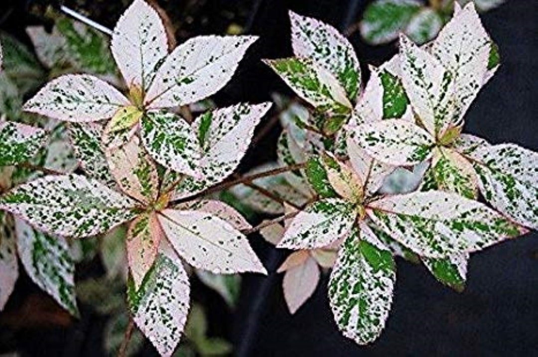 8-12” Tall Variegated Japanese Clethra Barbinervis 'takeda Nishiki' 1 ...