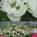 O Yashima Double Flowering White Quince - 2.5 Gallon Pot - Etsy