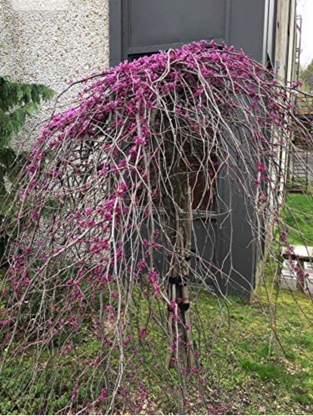 Cercis Canadensis Ruby Falls Weeping Redbud Plant 2 3 Ft Tall Etsy