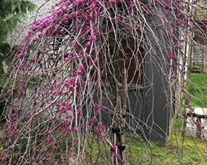 RUBY FALLS Weeping Redbud 1 Year Old Plant, Bare Root - Etsy