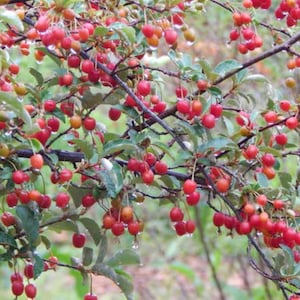 Ruby Autumn Olive 12-16 Inches Rooted Plant 1 Year Old - Etsy