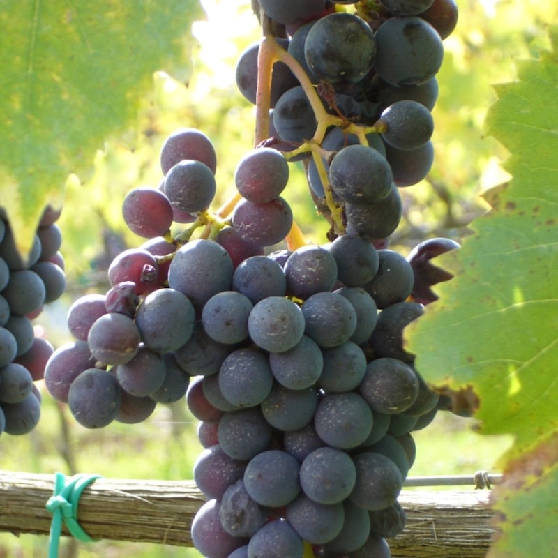 Grapevine Planter - Etsy