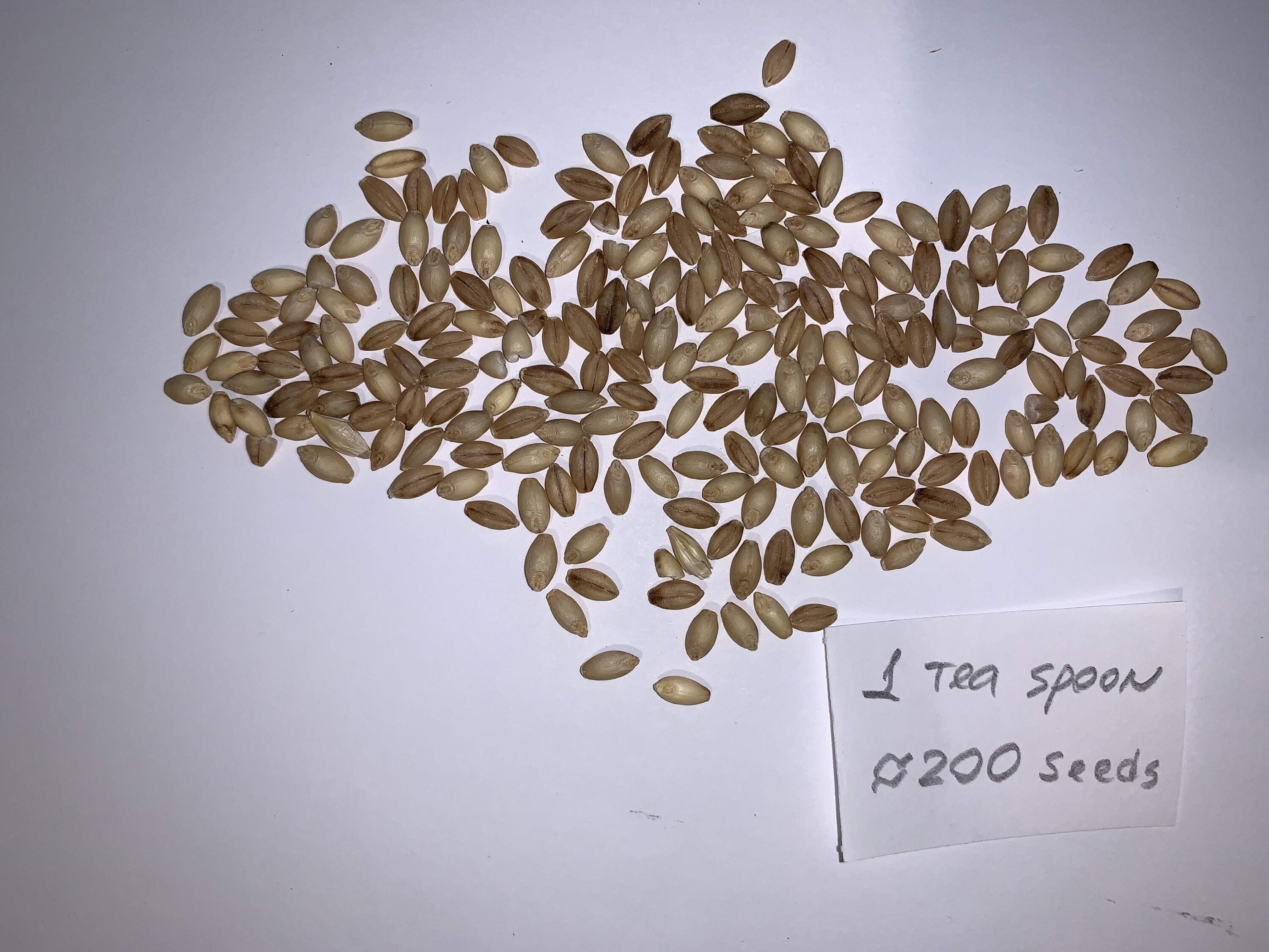 200 Seeds of Barley High Germination Rate, Heirloom Non-gmo Fresh Seeds ...
