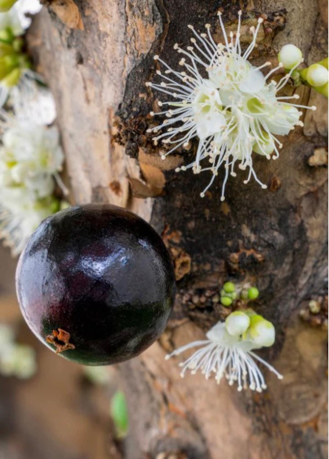 Jabuticaba (plinia Cauliflora) X-large Coconut Coir Pot - Etsy