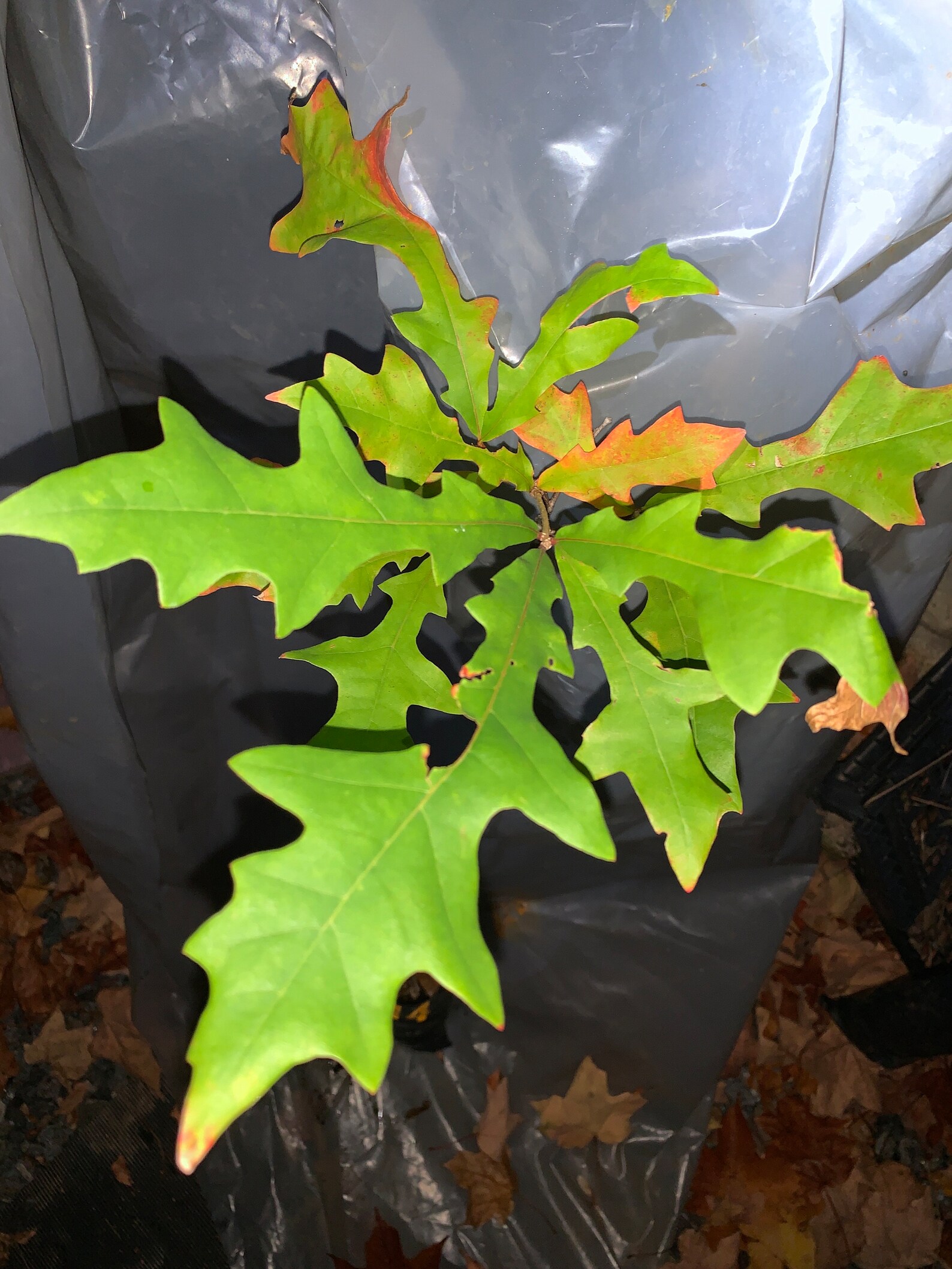 Exact Plant #14 Overcup Oak or Swamp Post Oak (quercus Lyrata) Bare ...