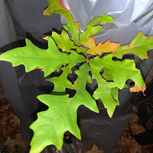 Exact Plant #14 Overcup Oak or Swamp Post Oak (quercus Lyrata) Bare ...