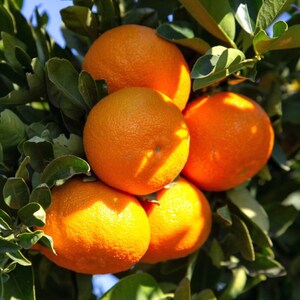 Florida Only!! Clementine (citrus Reticulata ‘clementine’) 1-2 Ft Tall ...