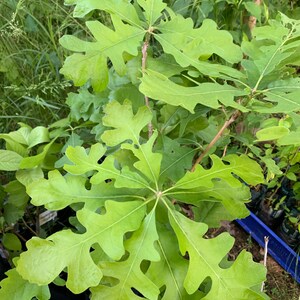 Hybrid Swamp X Bur Oak Quercus X Schuettei, Grafted 2 Year Old Tree - Etsy