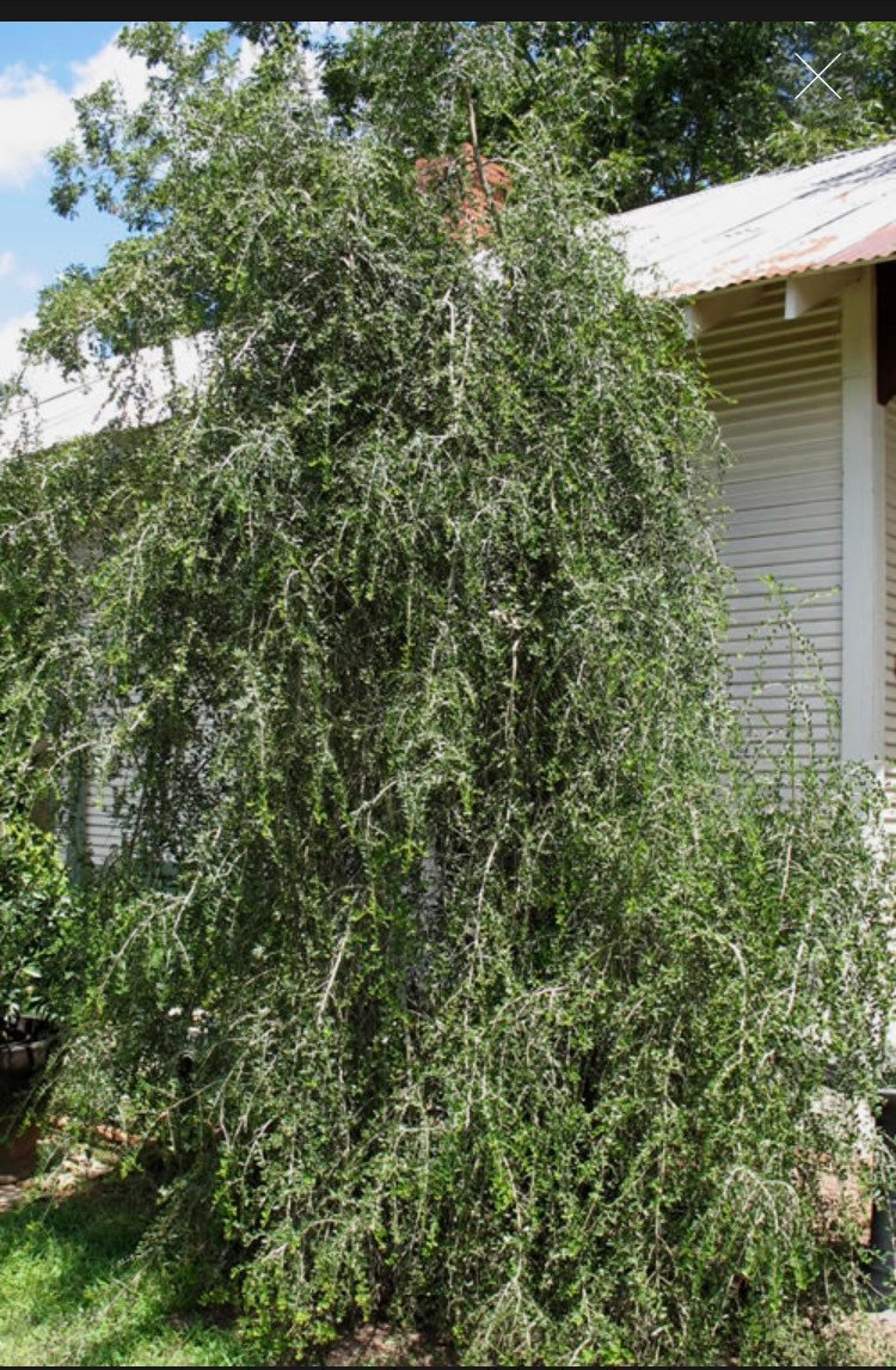 Weeping Yaupon Holly Ilex Vomitoria pendula 3 Gallon Pot - Etsy