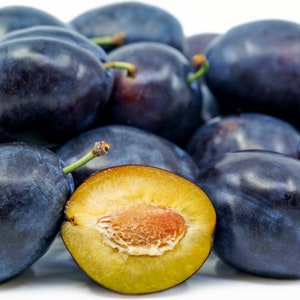 Stanley Prune European Plum Seedling Plug Starter Live Plant Bare Root ...