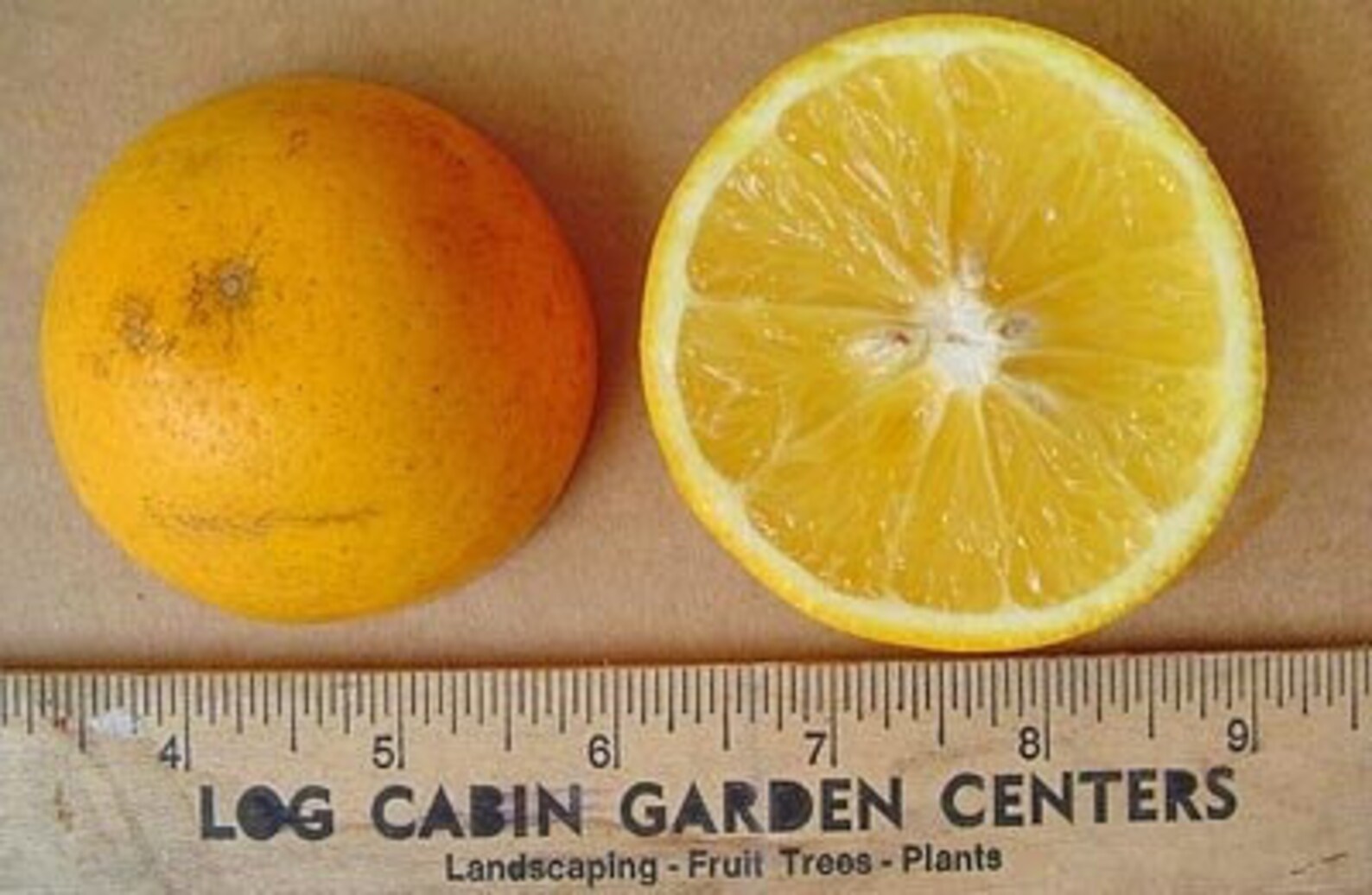 Hamlin Orange Tree, 1-2 Feet Tall, Grafted, No Ship Az, Ca, Fl, La, Tx ...