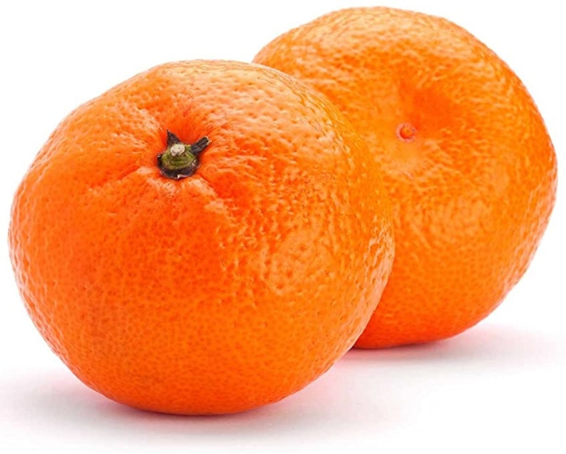 One Sunburst Tangerine Tree 3 Gallon Container Plant No Ship | Etsy