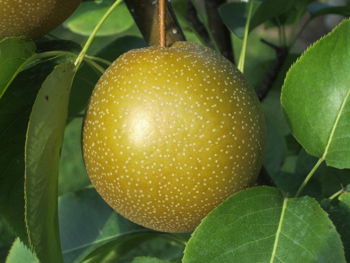 4-5 Ft Tall Korean Giant Asian Pear Tree, Grafted Plant, Bare Root, No ...