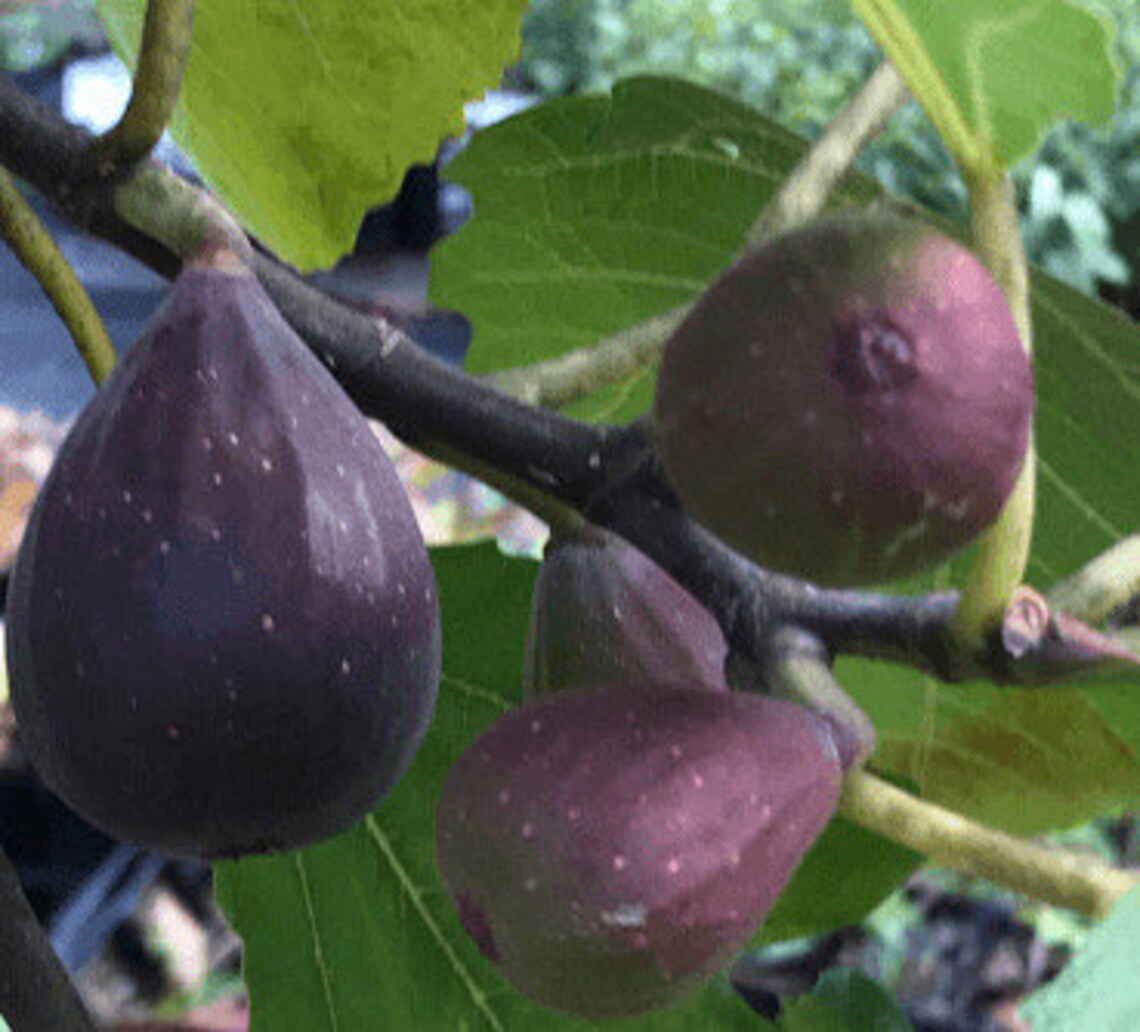 18-24" Tall Violette De Bordeaux Fig Plant - Ficus Carica Tree, Not for ...