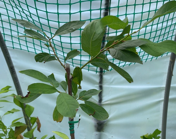 Mottled Pluot Seeds - Etsy