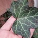 Ivy Hedera Helix Rooted Plant Baltic Ivy or Baltica Rare - Etsy