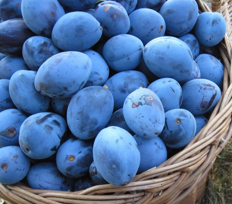 Italian Blue Plum 6 scion cuttings shipped wrapped in wet | Etsy