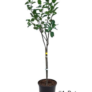 Anna Apple Tree 1 Year Old, Grafted, #1 Pot 1-2 Ft Tall Low Chill - Etsy