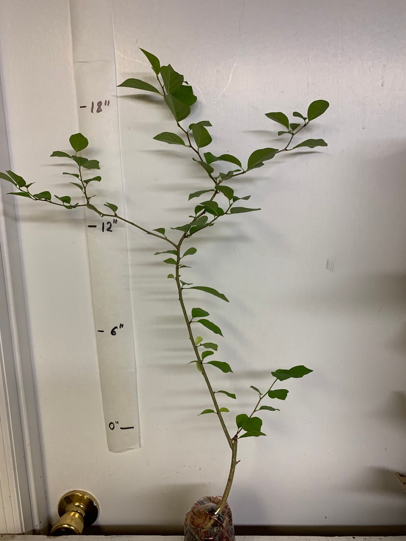 Wild Male Che Tree 1-2 Year Old Plant, Cudrania Tricuspidata - Etsy