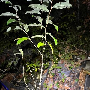 Ruby Autumn Olive 12-16 Inches Rooted Plant 1 Year Old - Etsy