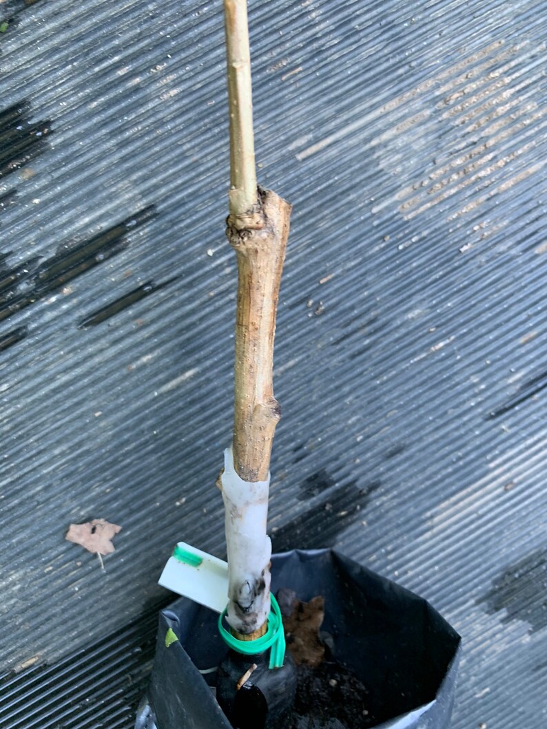 Hybrid Swamp X Bur Oak Quercus X Schuettei Grafted 1 Year Old - Etsy