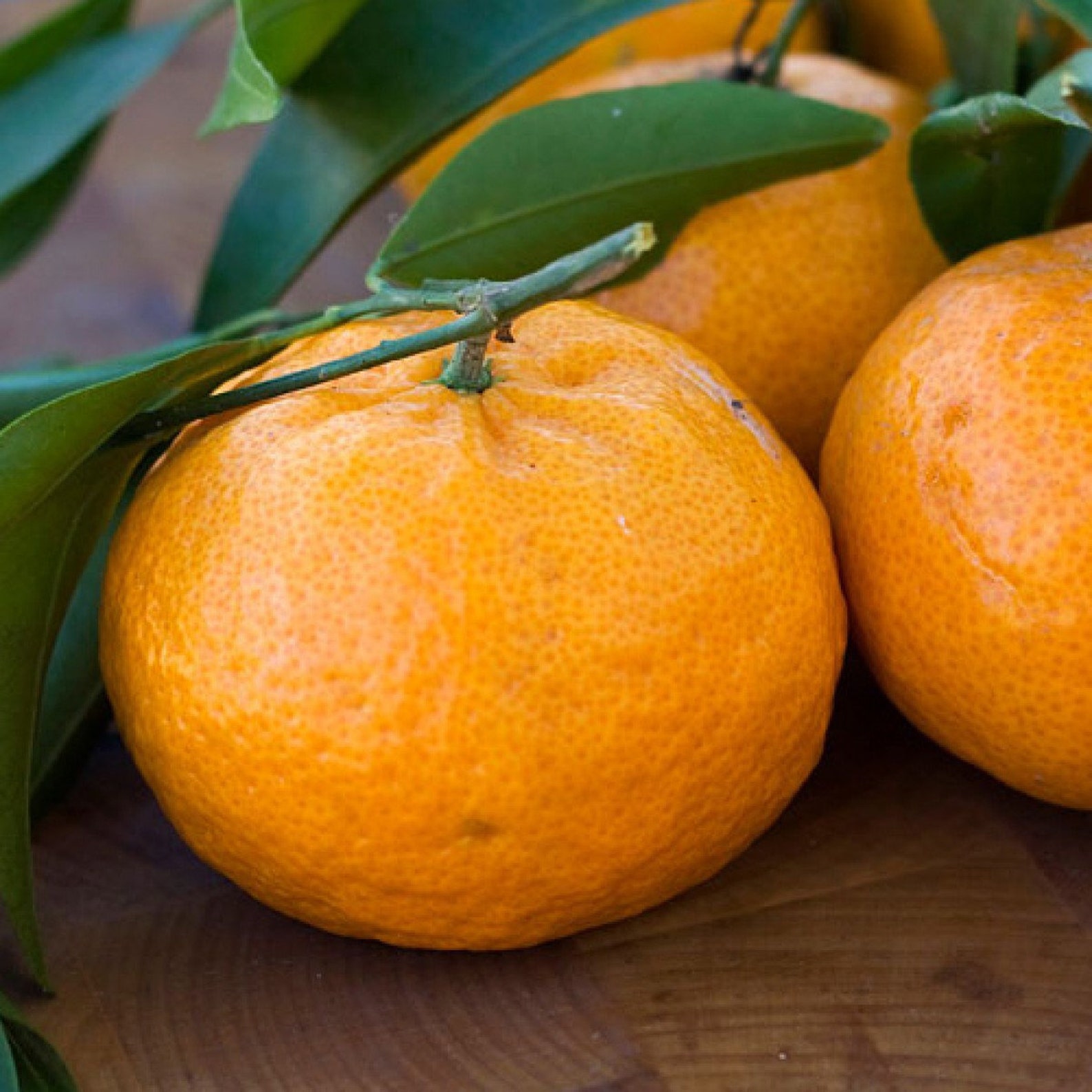 Brown Select Satsuma Mandarin Tree, 1-2 Feet Tall, Grafted, No Ship Az ...