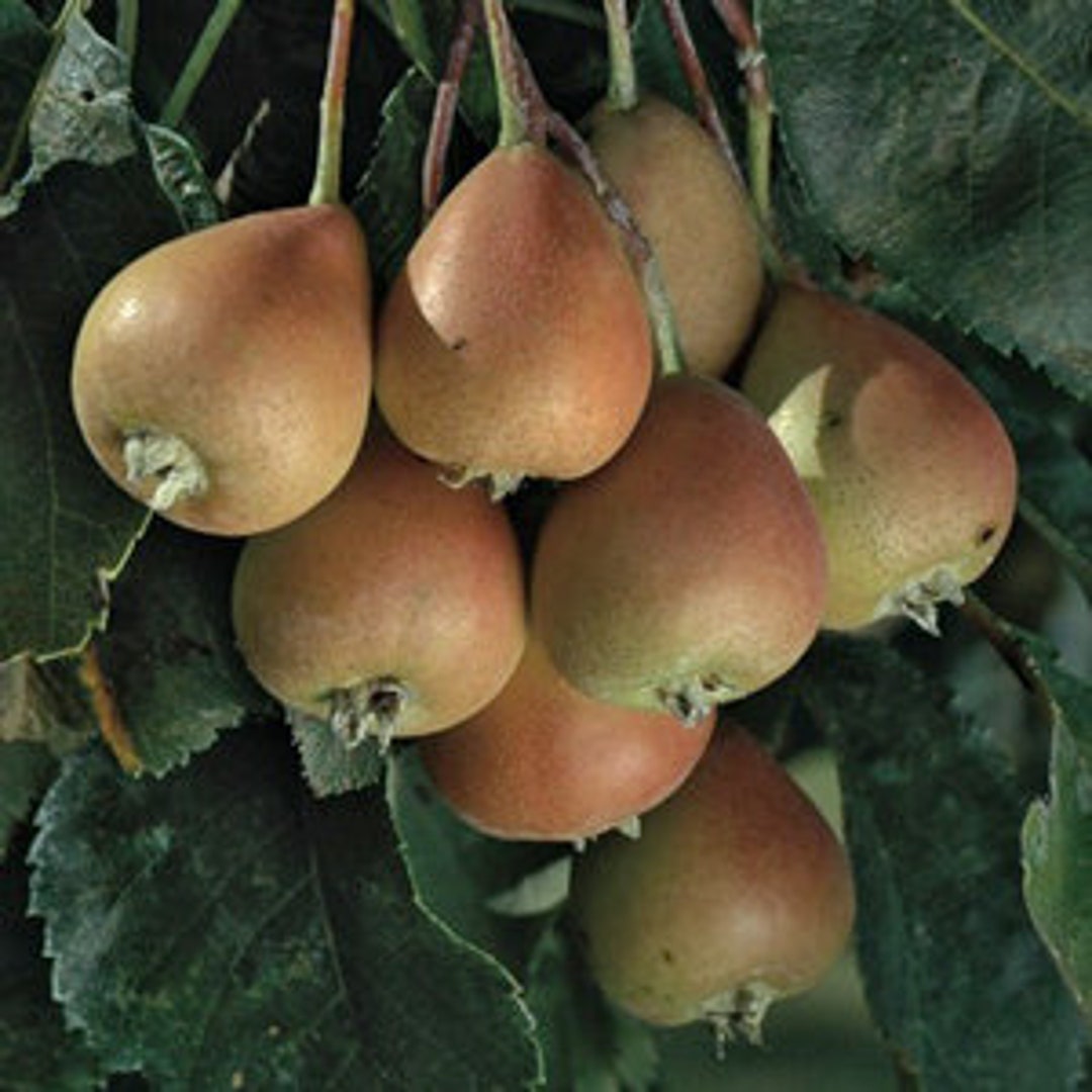 Sorbopyrus, ‘shipova’ Ancient Pear Hybrid 2-3 Ft Tall Potted Plant ...