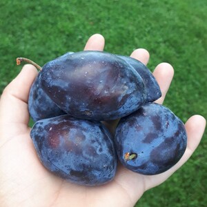 Italian Plum 1-2 Ft Tall Grafted Plant, Sent With Roots Wrapped in Wet ...