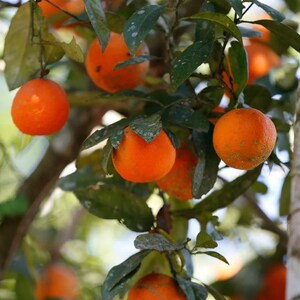 Florida Only! Red Lime Tree, Grafted Plant 26-33 Inches Tall - Etsy