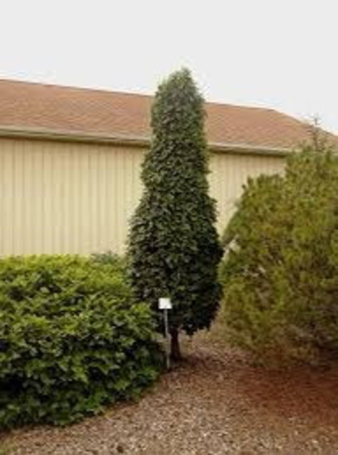 Carpinus Betulus columnaris Nana Grafted 1 Year Old Plant - Etsy