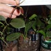 Hoya Keysii hoya Australis 1yo Plant With 5-6 Leaves Well - Etsy