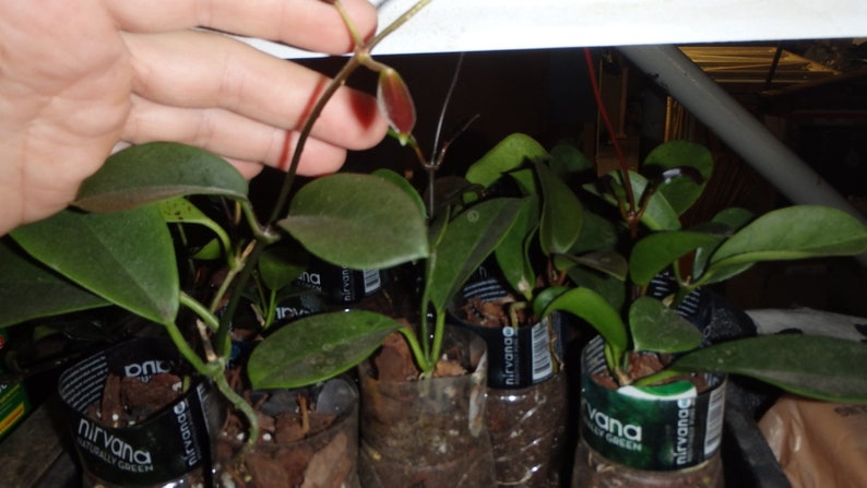 Hoya Keysii (hoya Australis) 1yo Plant With 5-6 Leaves Well Rooted ...