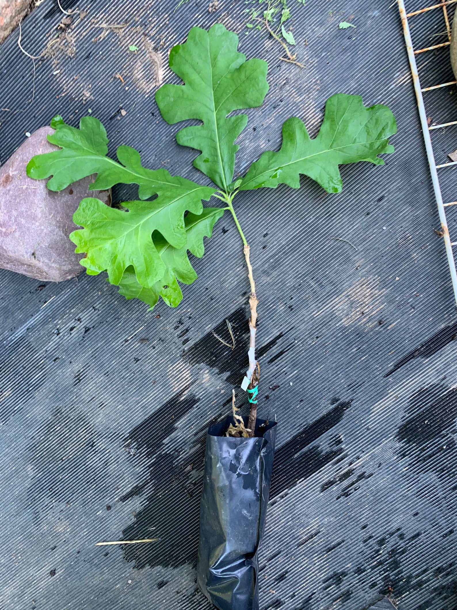 Hybrid Swamp X Bur Oak Quercus X Schuettei Grafted 1 Year Old - Etsy