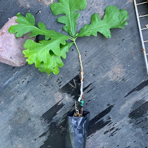 Hybrid Swamp X Bur Oak Quercus X Schuettei Grafted 1 Year Old - Etsy