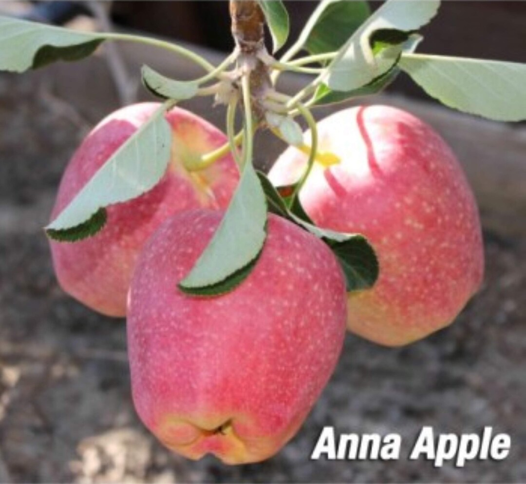 Anna Apple Tree 4-5′ With 1/2″ Caliper Bare-root January to April - Etsy