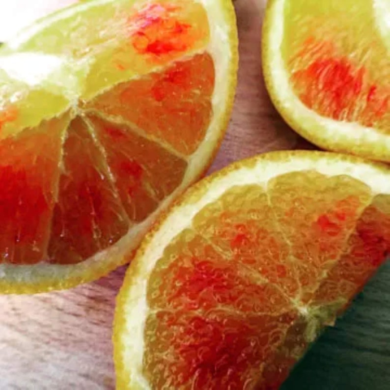 California Only Sanguinelli Blood Semi-dwarf Orange Tree - Etsy