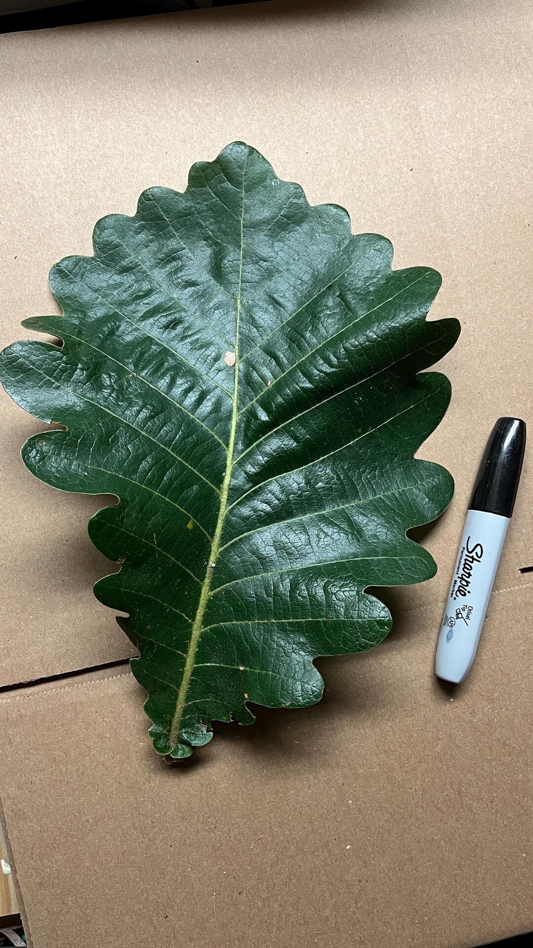 Real Pressed Oak Leaf #1 of Quercus Dentata Carl Ferris Miller Spring ...