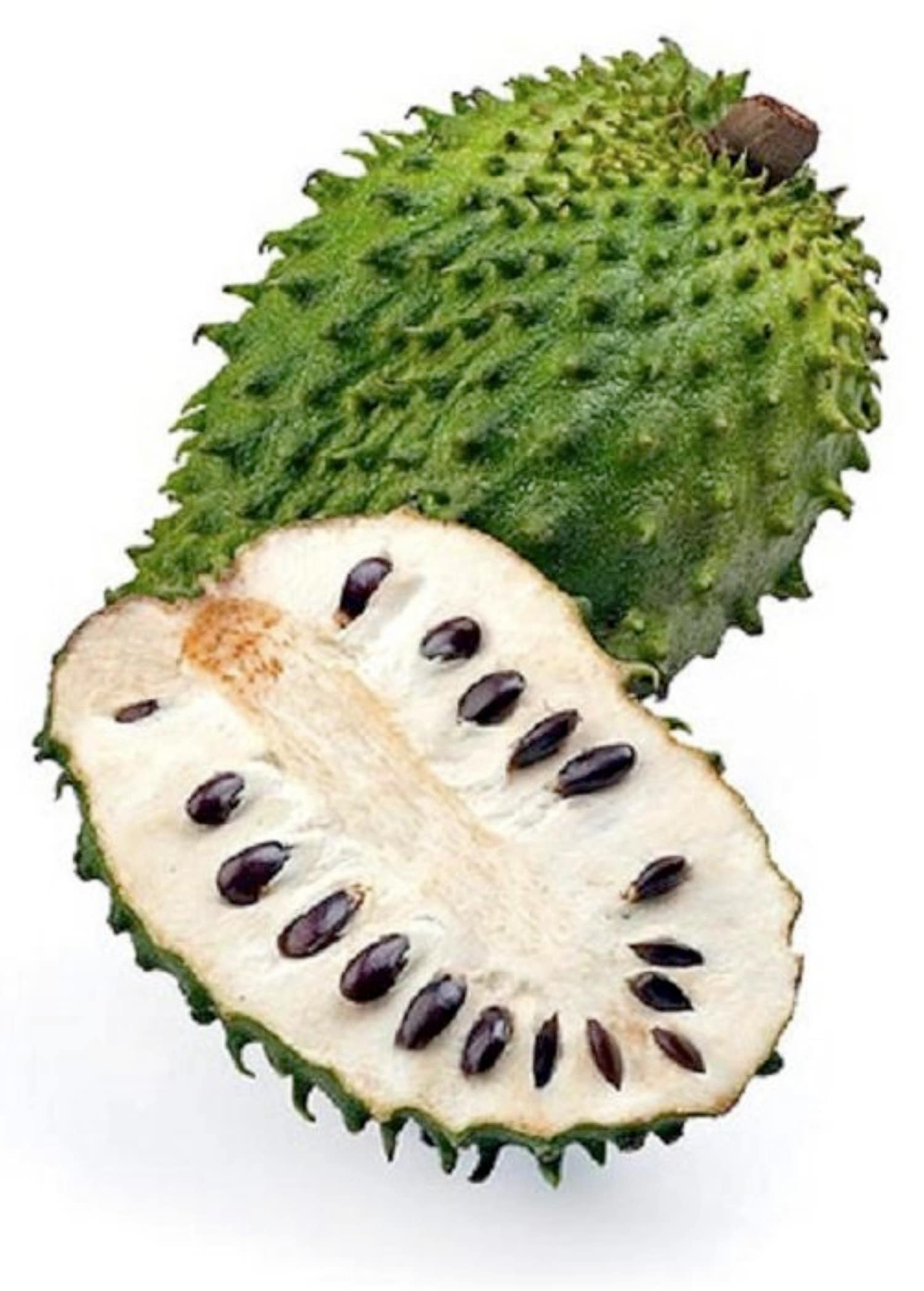 Guanabana 1 year old plant in pot with soil 4-6 inches tall | Etsy