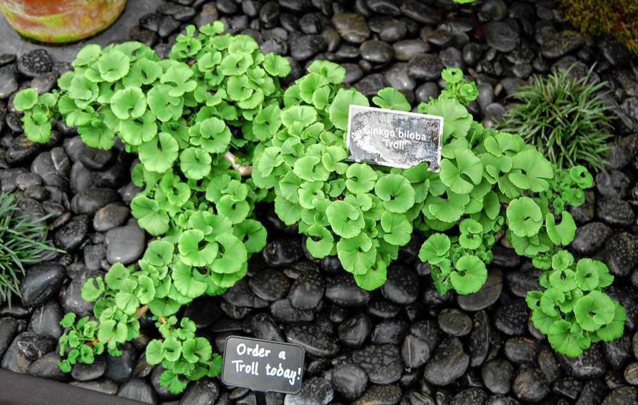 Ginkgo Biloba ‘troll’ Dwarf Ginkgo Grafted Tree, 3-5” Tall - Etsy