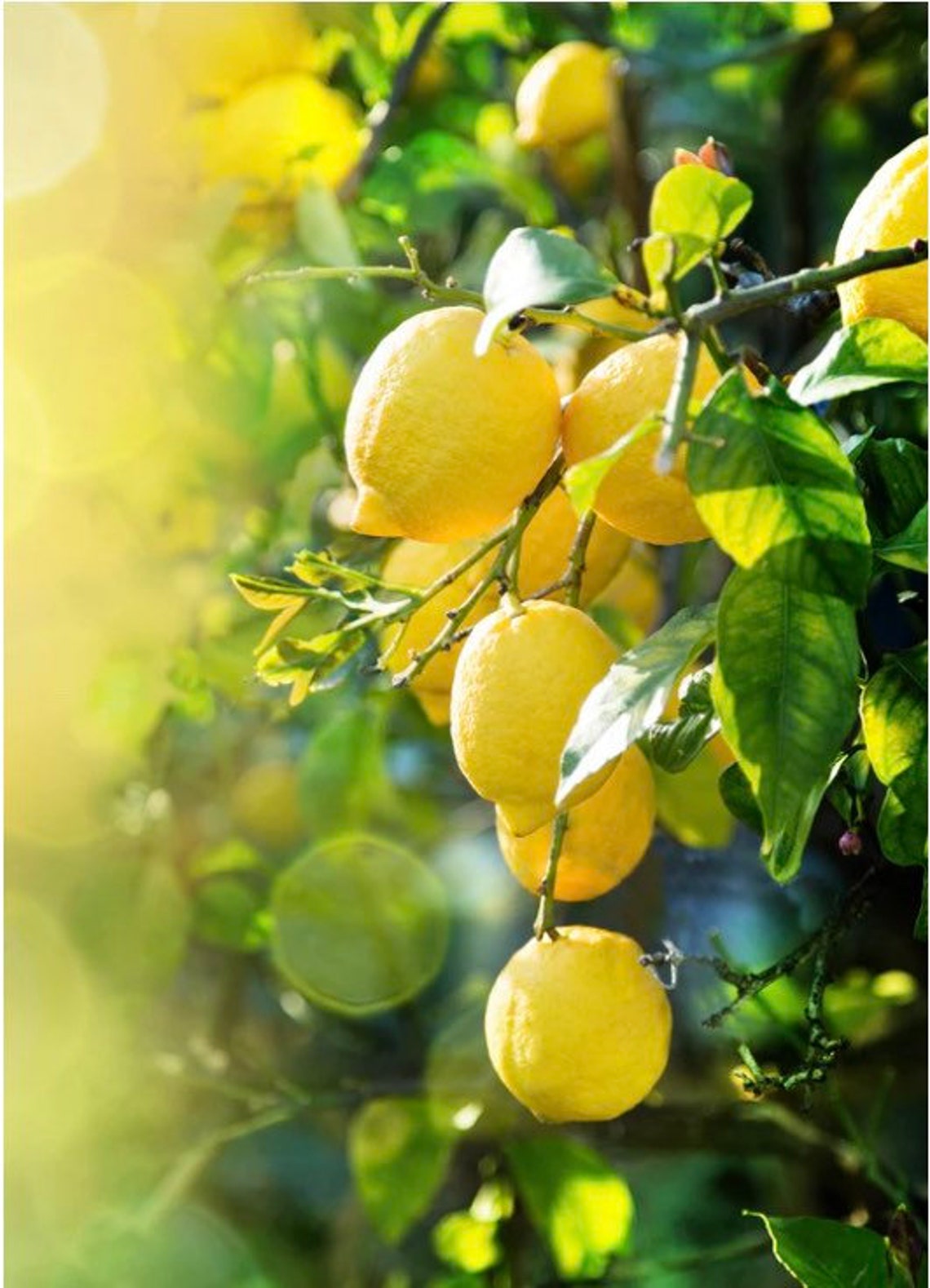 Florida Only Bears Lemon citrus X Latifolia Grafted Plant - Etsy