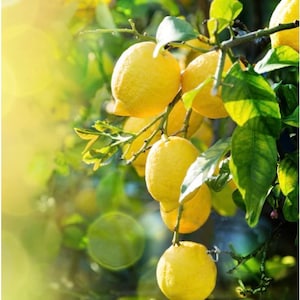 Florida Only! Bears Lemon (citrus X Latifolia) Grafted Plant - Etsy