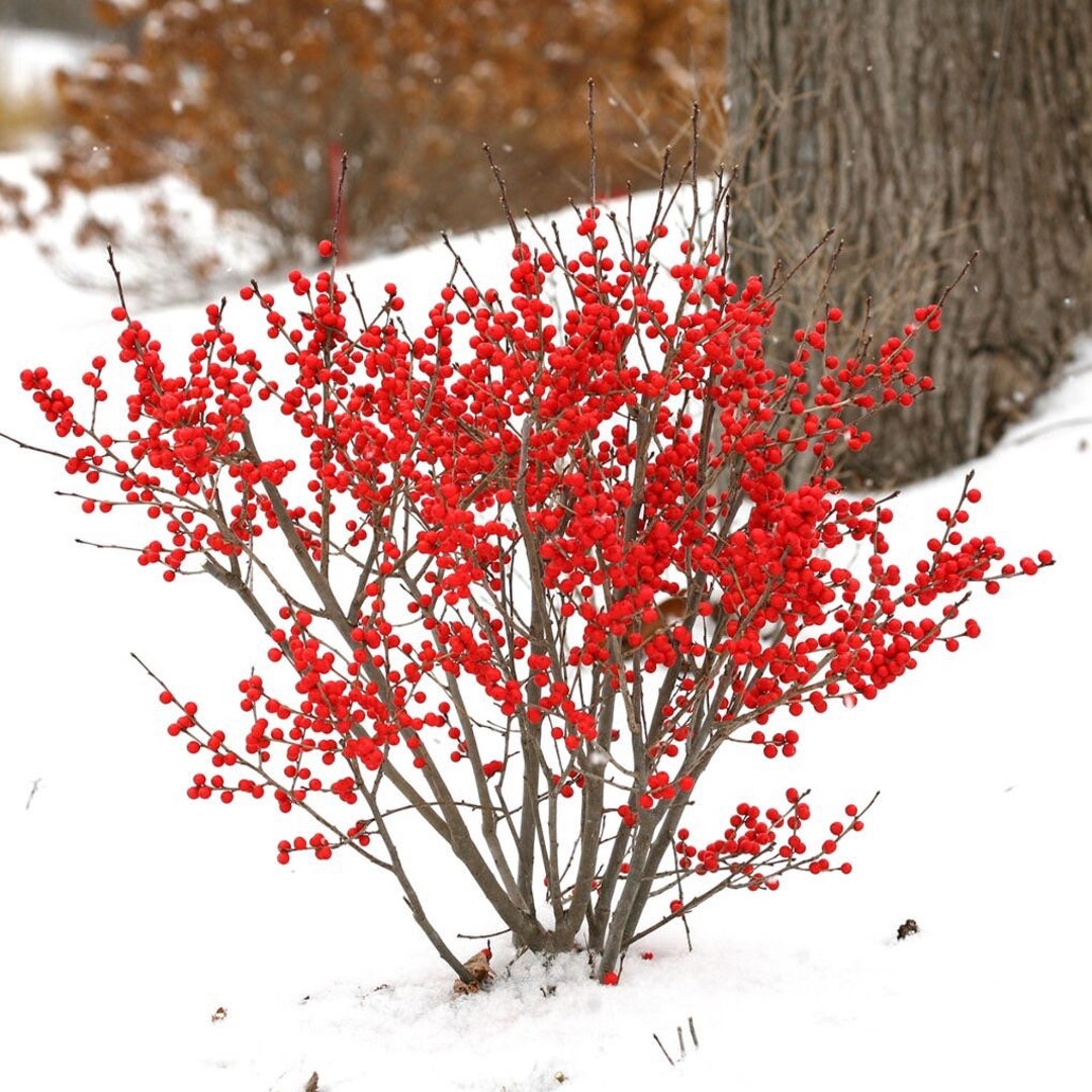 Winterberry Berry Poppins 1 Female Plant (ilex Verticillata) - Etsy