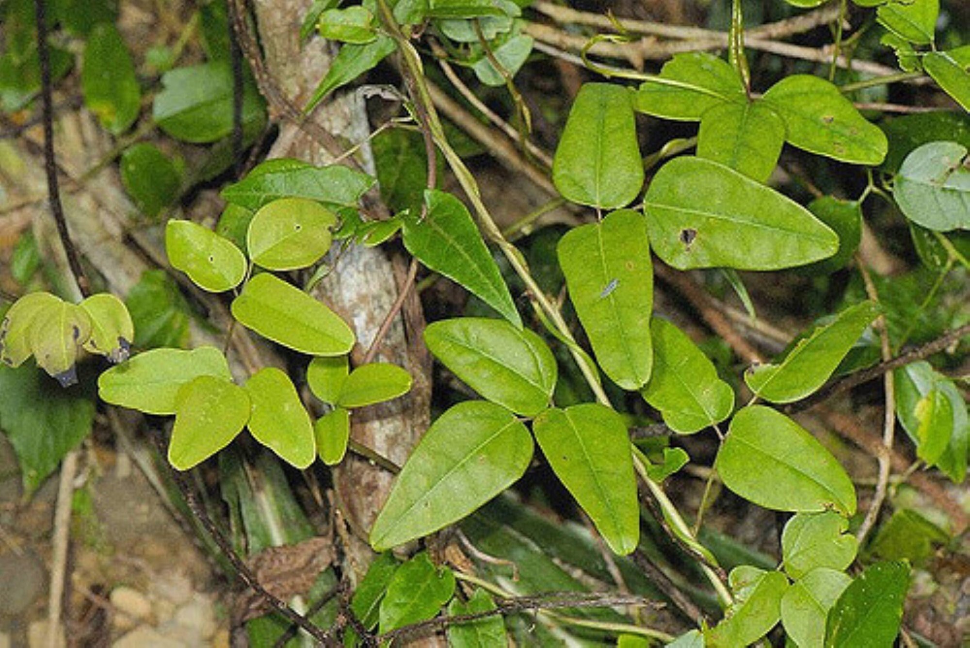 6 Scion Cuttings of Akebia Quinata (aka Chocolate Vine) - Etsy