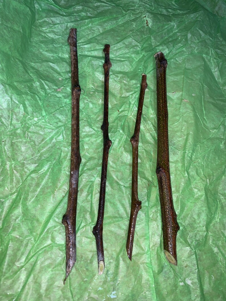 Geopride Plumcot 3 Scion Cuttings for Grafting - Etsy