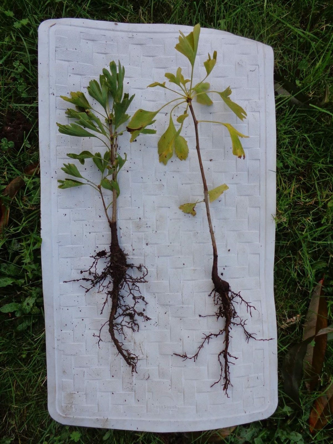 One Ginkgo Biloba Plant 2 Yo. Sent With Roots Wrapped. 6-12 Inches Tall ...